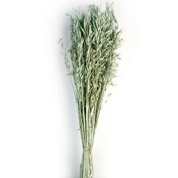 Avena / Oats – London Dried Flowers Limited