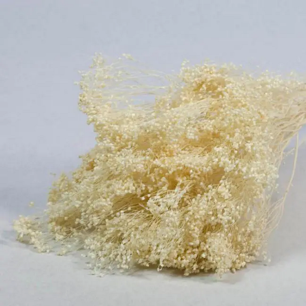 Broom Bloom, Dried – London Dried Flowers Limited
